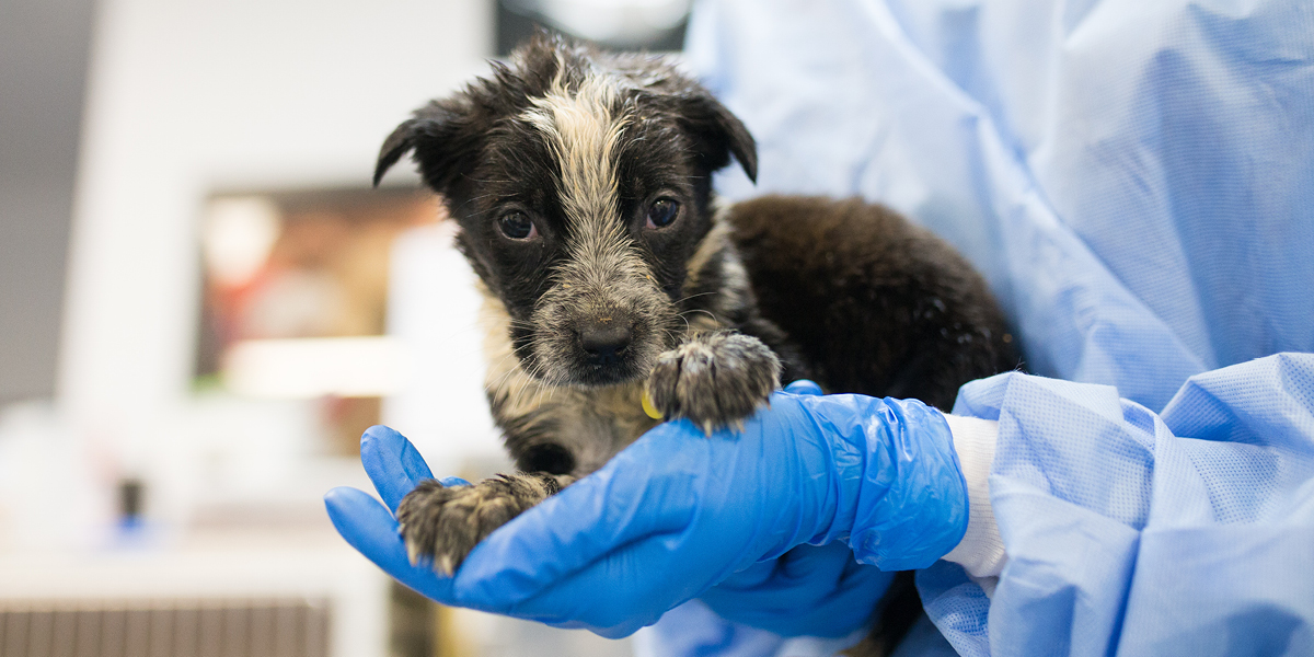 Canine Parvovirus: How to protect your dog and puppy | Blog | Pet Care | RSPCA Queensland